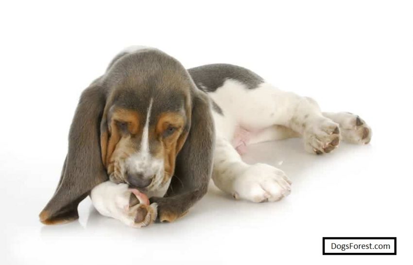 My Dog Bites His Nails 5 Reasons my-dog-bites-his-nails-5-reasons