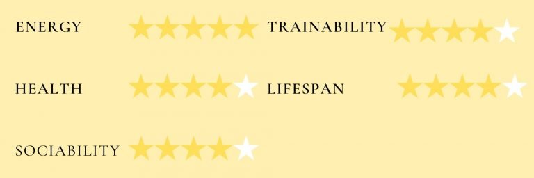 Poodle Miniature Growth Chart (Weight Chart & Size Chart)